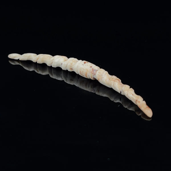 4g (5mm) Fossilized Mammoth Ivory Carved Septum Tusk – Oracle Body Jewelry