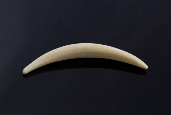6g (4mm) Fossilized Mammoth Ivory Septum Tusk – Oracle Body Jewelry